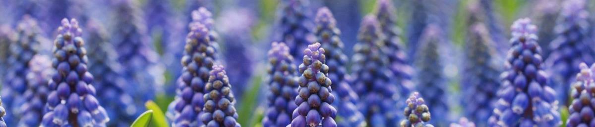Artificial Muscari Flowers | Michael Dark UK